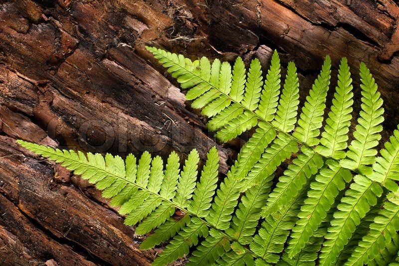 Fresh fern border on bark background | Stock image | Colourbox