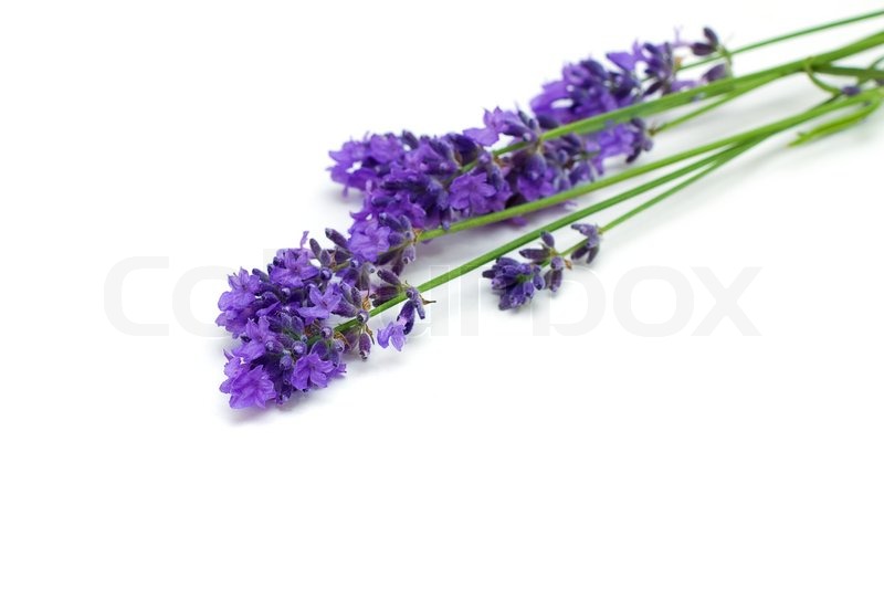Sprigs of Lavender isolated on white ... | Stock image | Colourbox