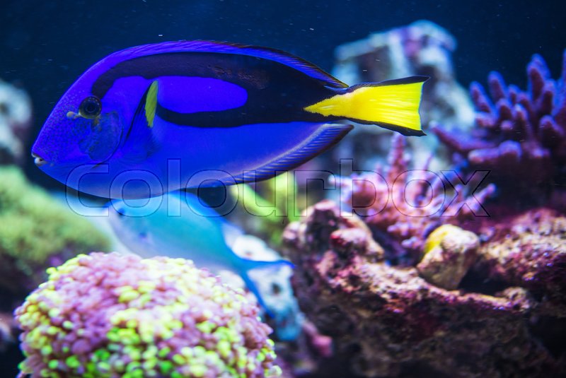 Pacific Blue Tang Fish Swimming In ... | Stock image | Colourbox