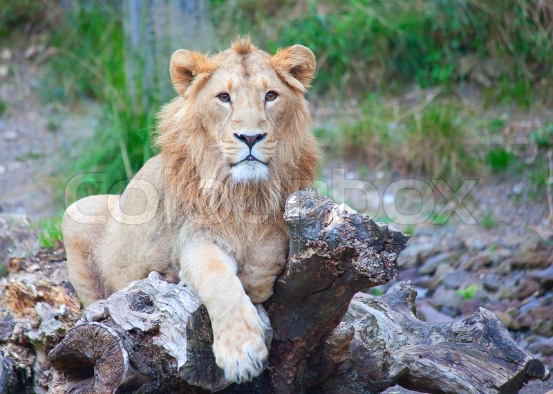 Young lion | Stock image | Colourbox