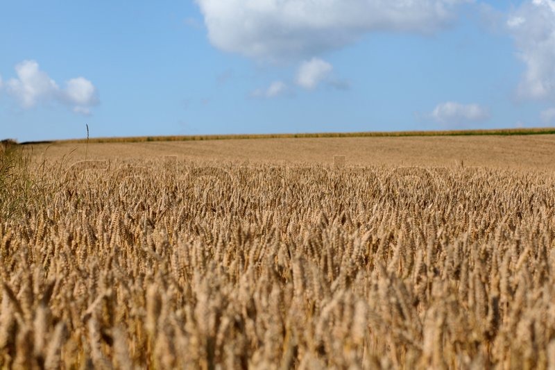 "Wheatfield ready for harvest" | Stock image | Colourbox