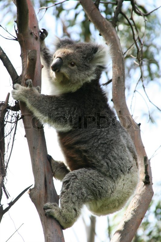 Koala bear in an eucalyptus tree | Stock foto | Colourbox