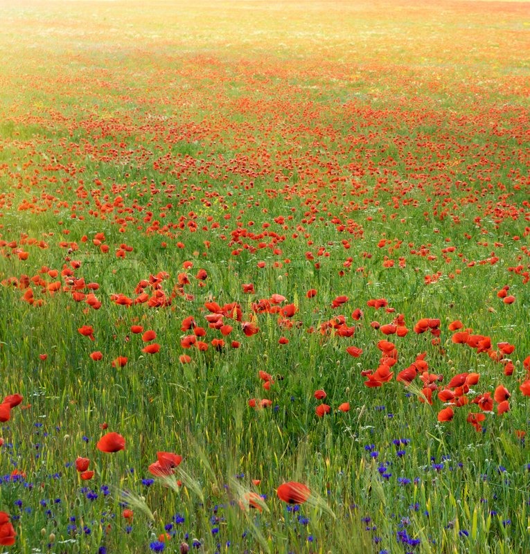 Mohn Wiese | Stockfoto | Colourbox
