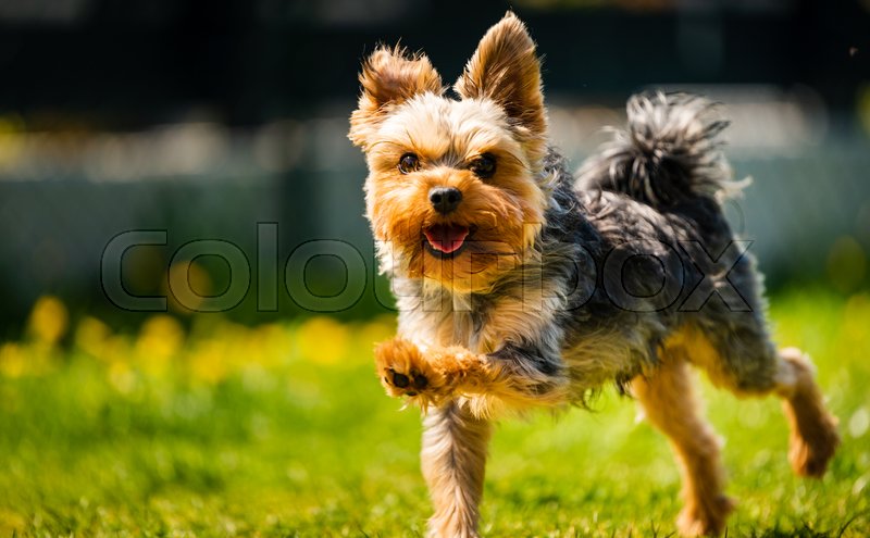 Funny Yorkshire Terrier dog running ... | Stock image | Colourbox