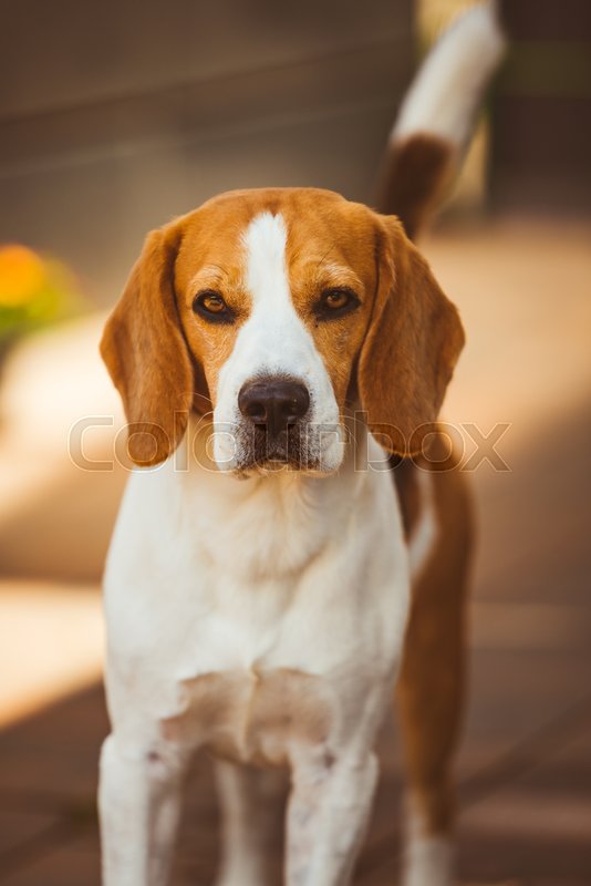 Beagles Dog Wallpaper