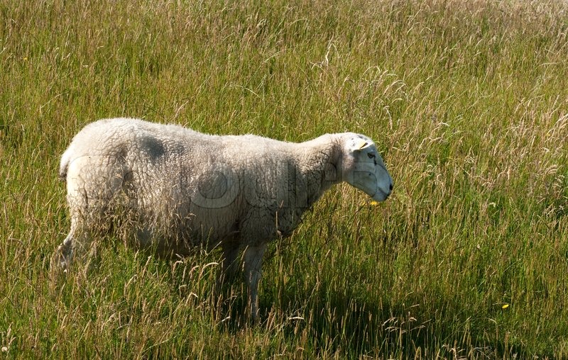 One sheep on green dike in Denmark. | Stock image | Colourbox