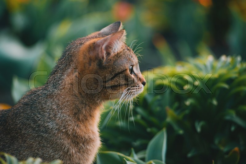 Photo of beautiful cute cat in garden, ... | Stock image | Colourbox
