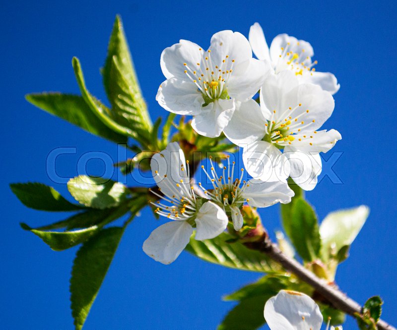 Spring cherry blossoms. Cherry tree ... | Stock image | Colourbox