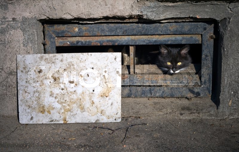 Black street cat in the the basement ... | Stock image | Colourbox