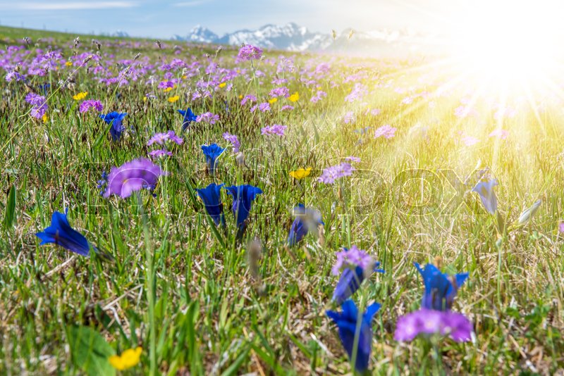 Panoramic meadow with spring flowers ... | Stock image | Colourbox