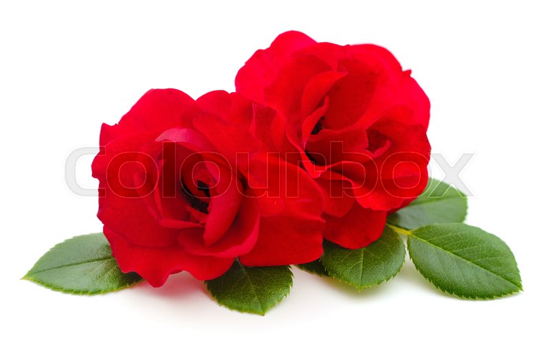 Two beautiful red roses on a white ... | Stock image | Colourbox