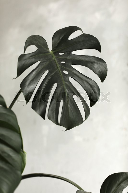 Exotic tropical monstera palm leaves at ... | Stock image | Colourbox