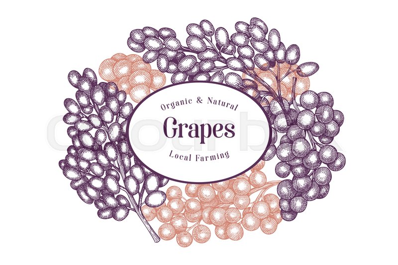 Grape design template. Hand drawn ... | Stock vector | Colourbox