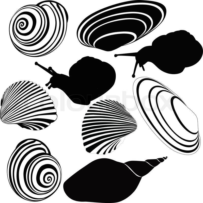 Shell of a snail | Stock vector | Colourbox