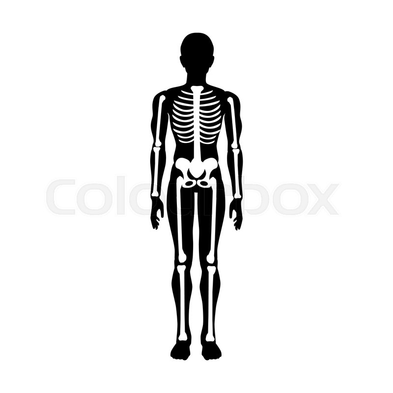 Bones health vector illustration on ... | Stock vector | Colourbox