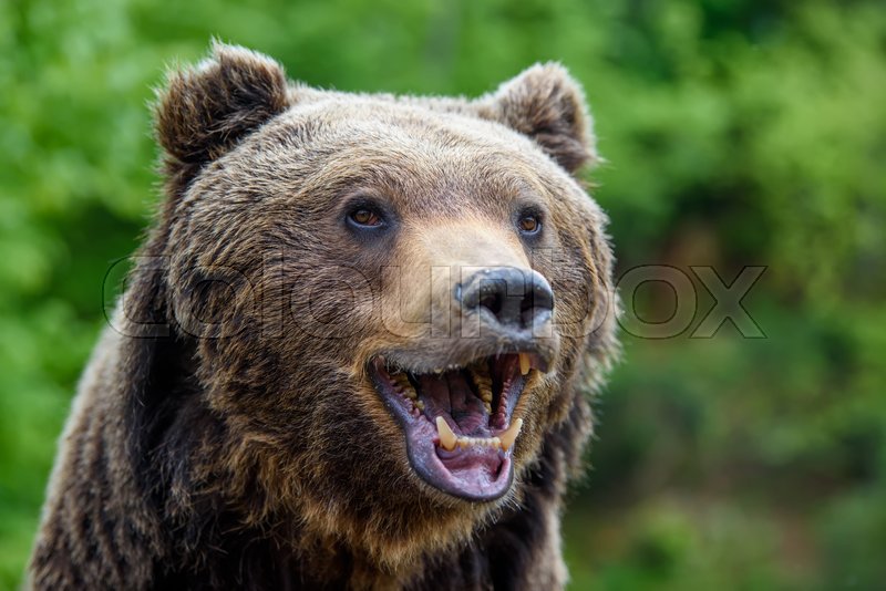 Smiling Grizzly Bear