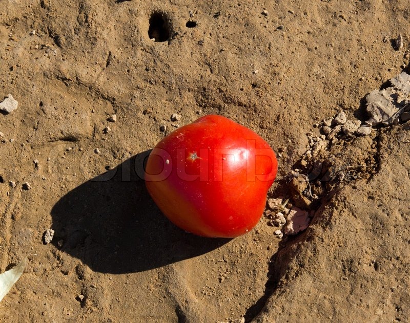 Red tomatoes lying on the ground | Stock image | Colourbox