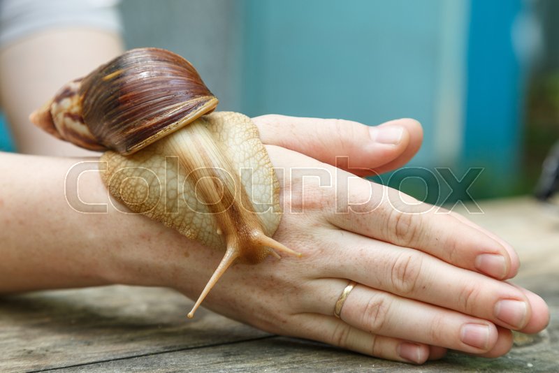 Snails Like Humans