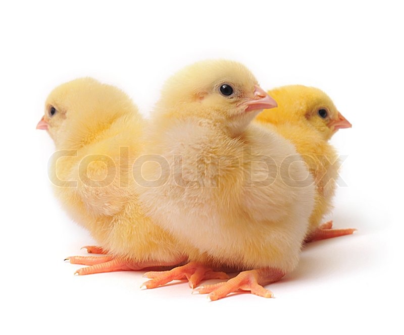 Three chickens | Stock image | Colourbox