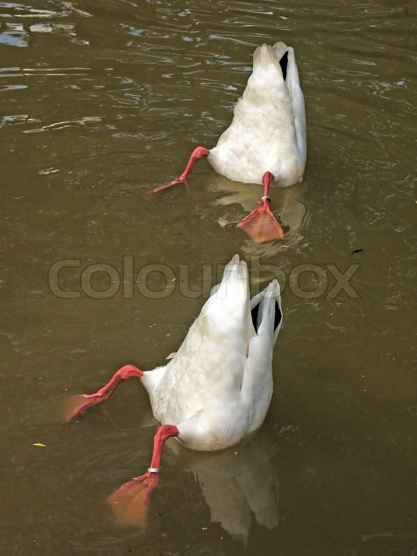 Swan dive | Stock image | Colourbox