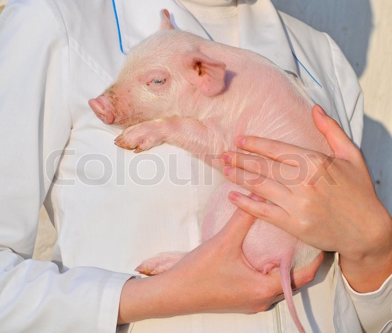 Pig in female hands | Stock Photo | Colourbox