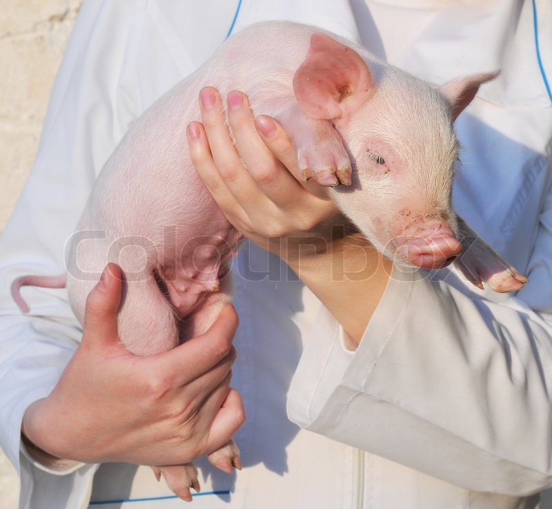 Pig in female hands | Stock image | Colourbox