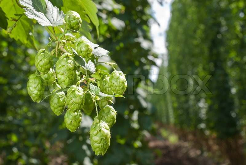 "Hopfen" | Stock Bild | Colourbox