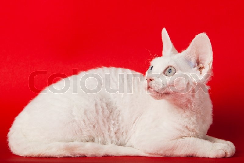 Devon Rex cat on red background | Stock image | Colourbox