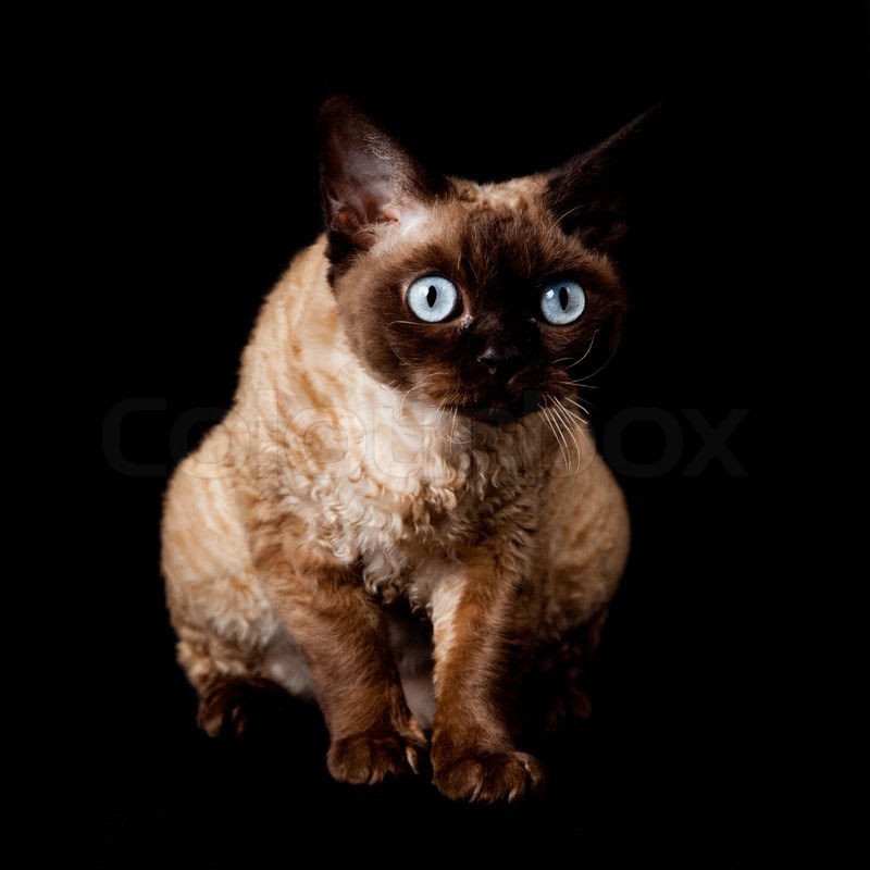 Devon Rex on black background | Stock Photo | Colourbox