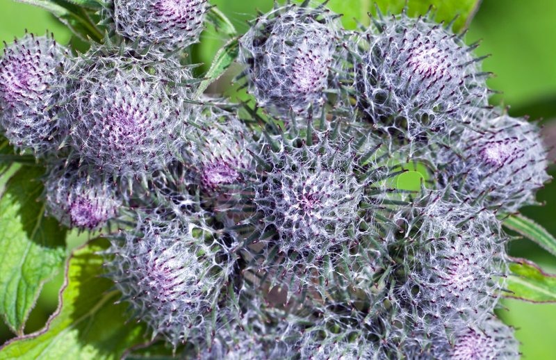 Wild burdock close-up photo | Stock image | Colourbox