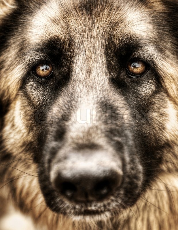 Closeup portrait of german shepherd | Stock image | Colourbox