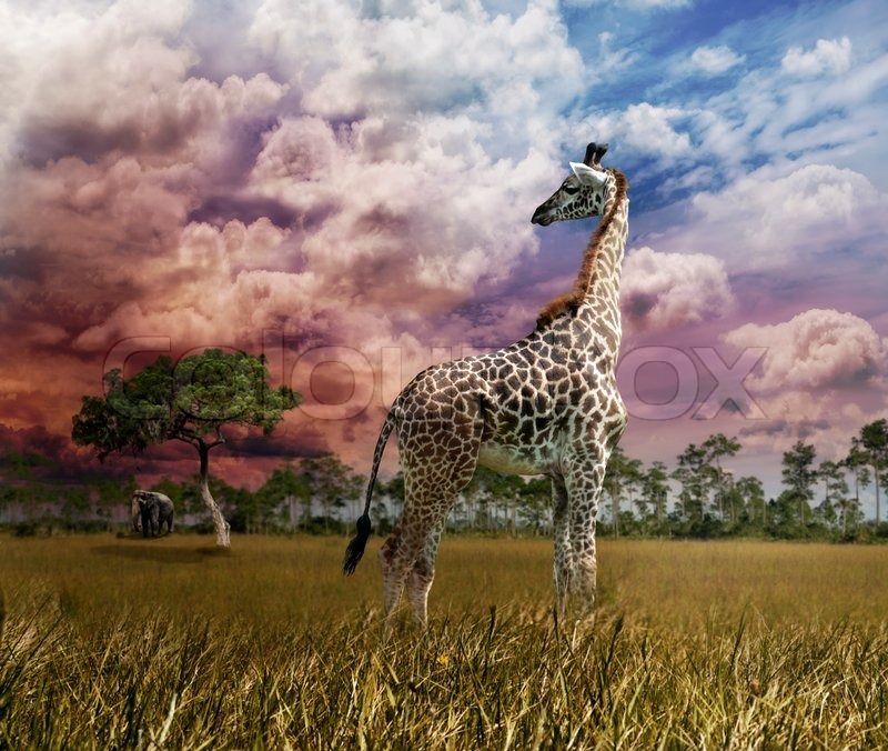 Giraffe At Sunset | Stock image | Colourbox