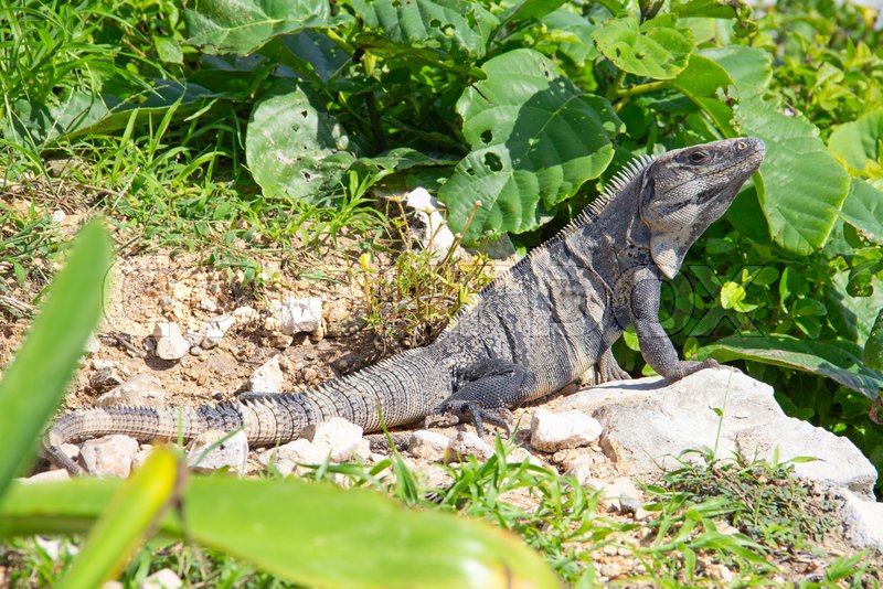 Iguana on the rocks near Tulum ruins in ... | Stock image | Colourbox