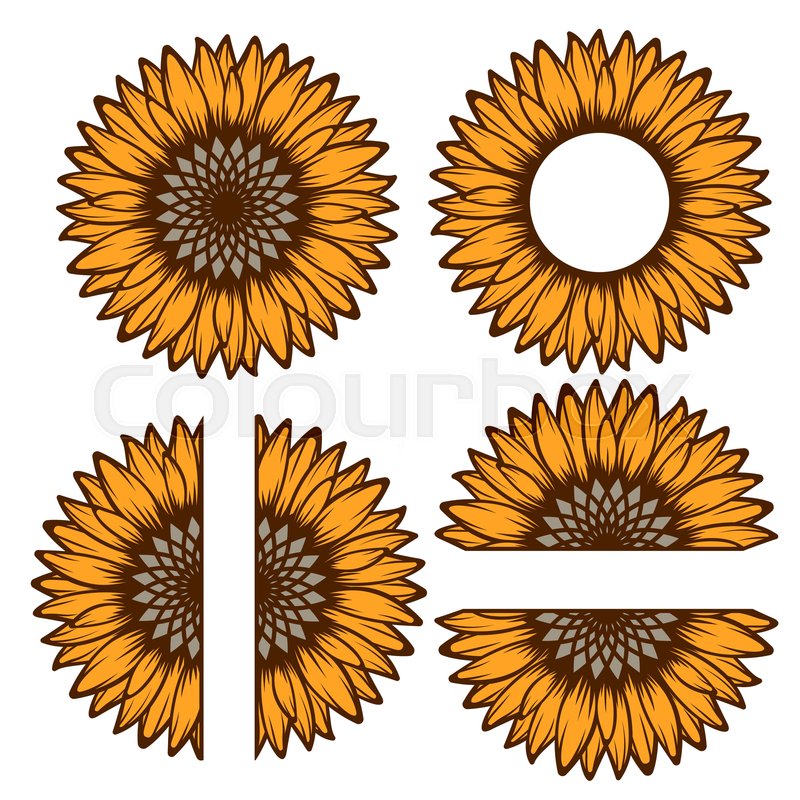Split sunflower for design, half ... | Stock vector | Colourbox