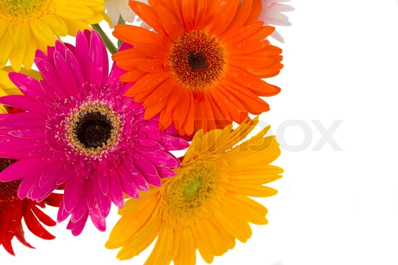 Border of gerbera flowers | Stock image | Colourbox