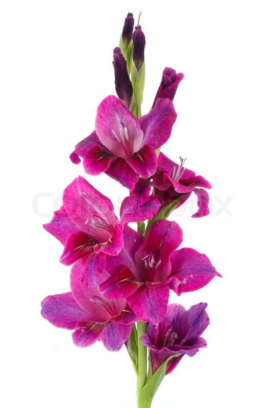 Purple gladiolus | Stock Photo | Colourbox