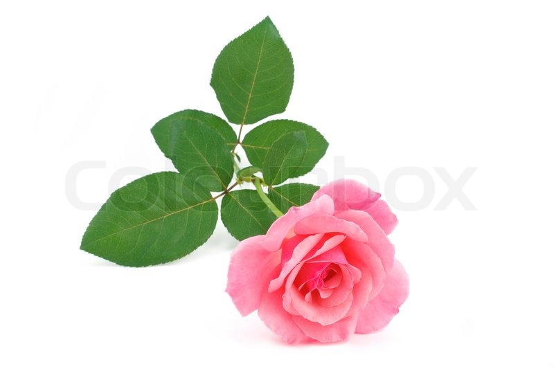 Pink rose flower cutted | Stock image | Colourbox