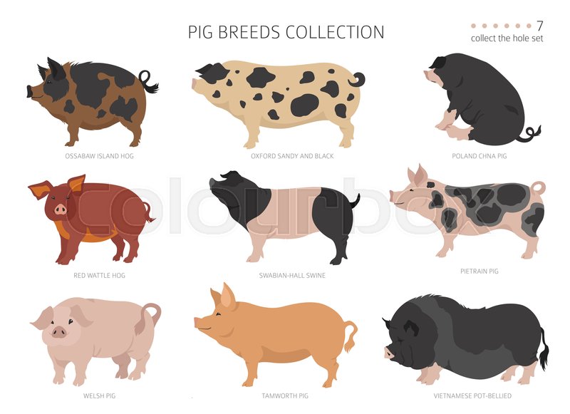 Pig breeds collection 7. Farm animals ... | Stock vector | Colourbox