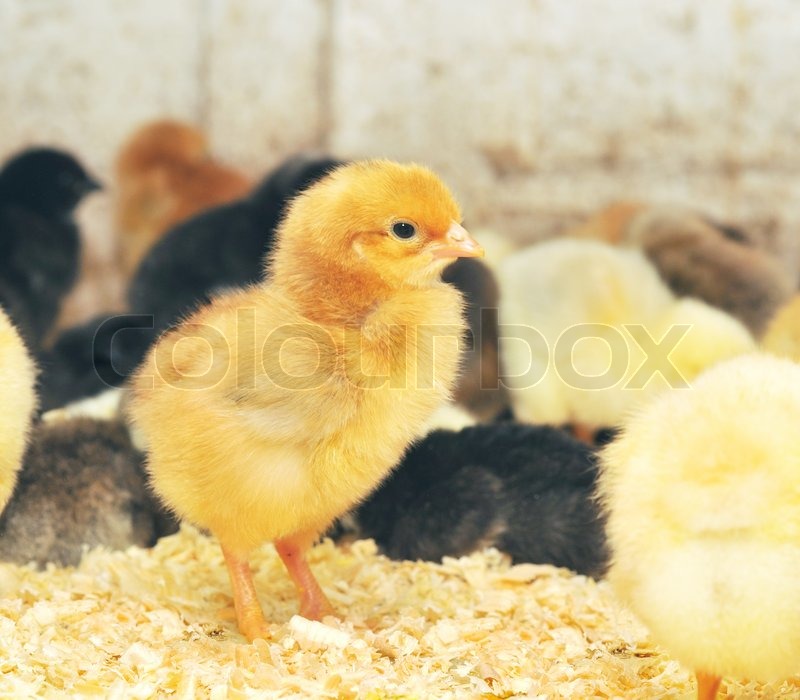 Group of Baby Chicks on Chicken Farm | Stock image | Colourbox