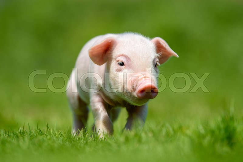 The Cutest Piglet In Spring