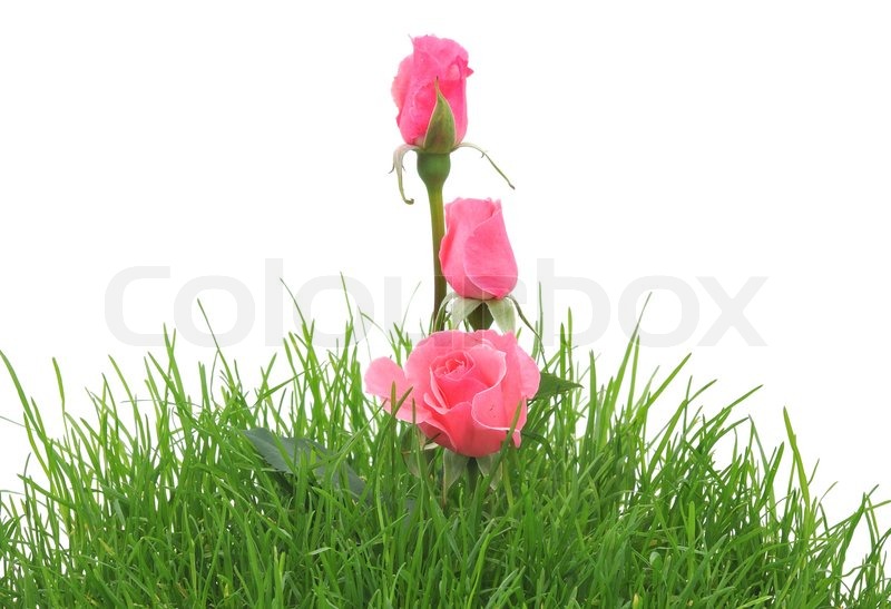 Pink roses in a grass isolated on the ... | Stock image | Colourbox