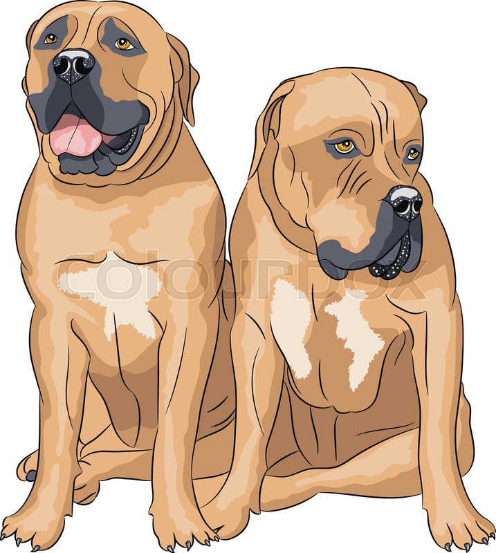 Two South African Boerboel breed dogs ... | Stock vector | Colourbox