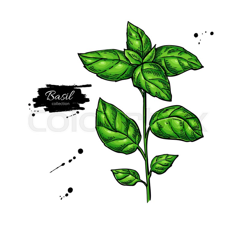 Basil Leaf Vector