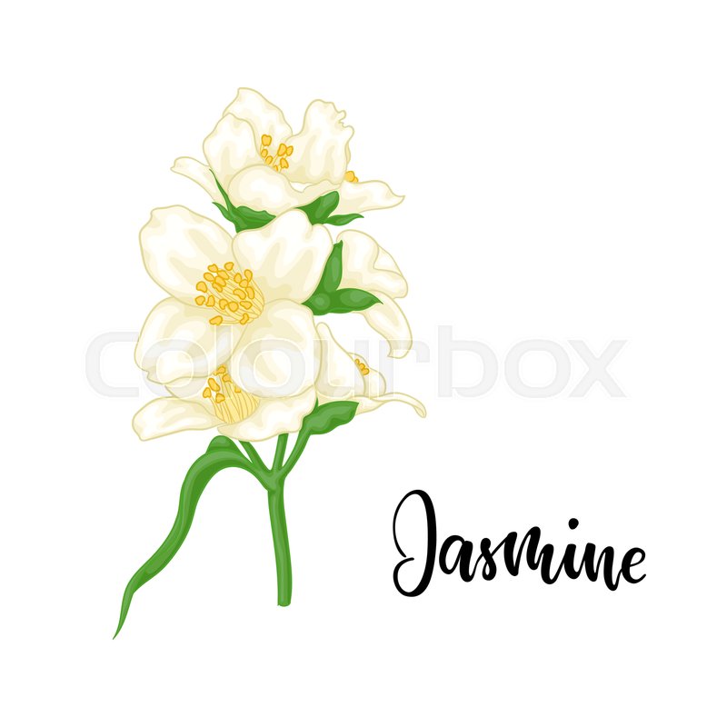 Jasmine Flower Vector