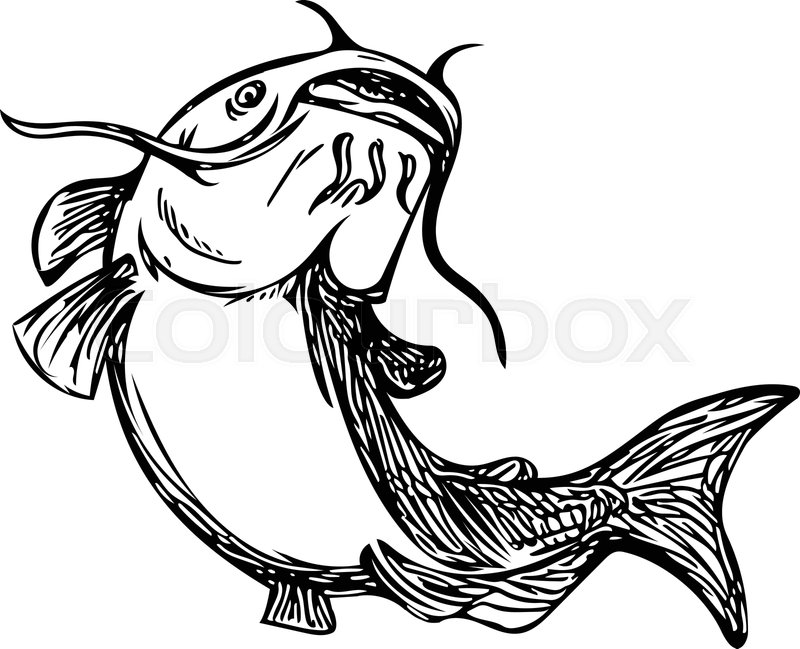 Catfish Outline