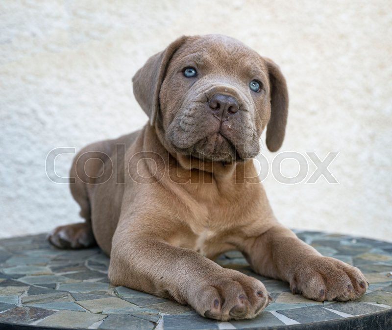 Blue Italian Mastiff Cane Corso