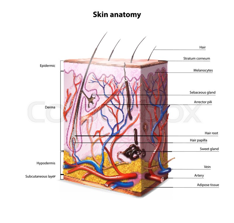 Anatomy of human skin. Vector ... | Stock vector | Colourbox
