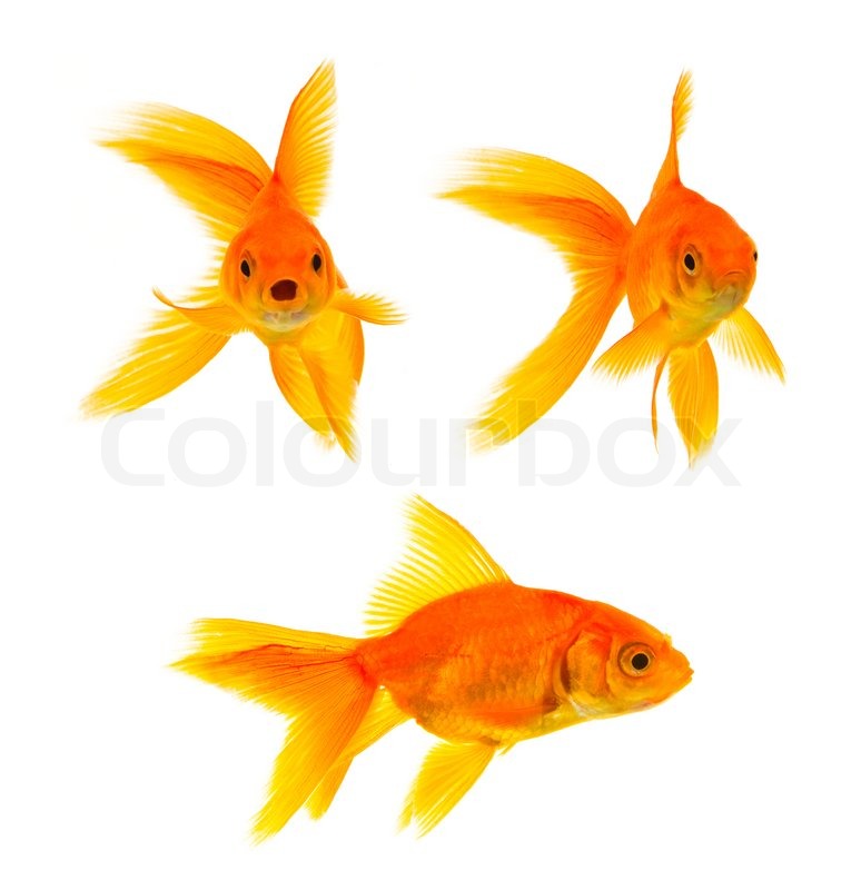 Three goldfishes | Stock image | Colourbox