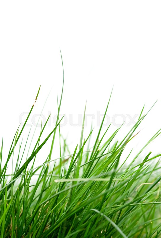 Close up of grass blades against white ... | Stock image | Colourbox