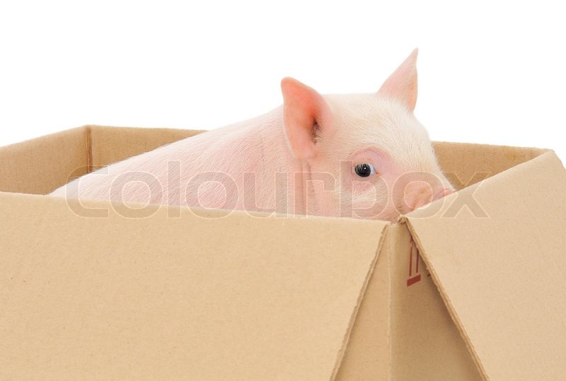 Pig in box | Stock image | Colourbox